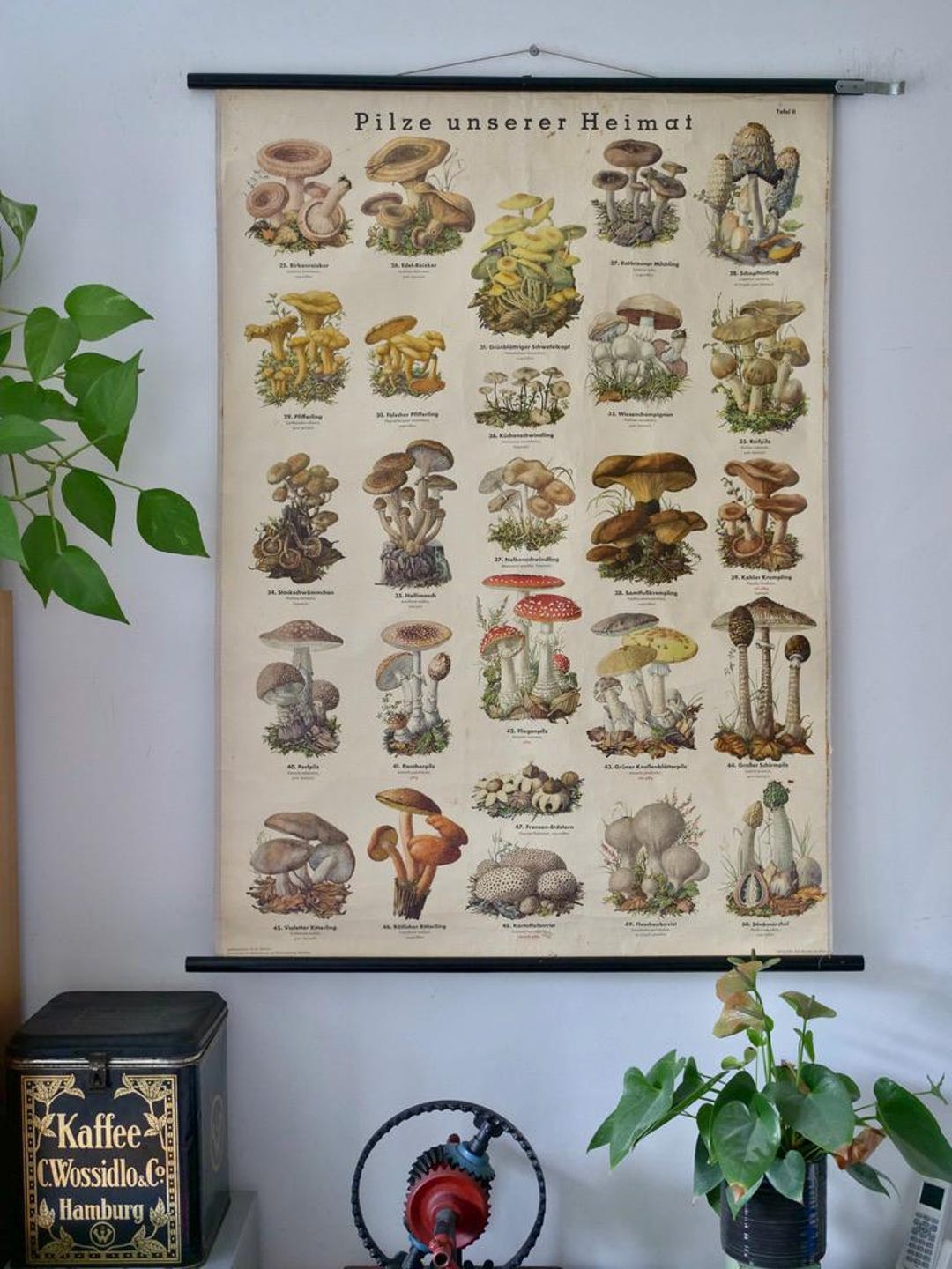 Vintage MUSHROOM School Chart Educational Chart Röhr Verlag - Etsy