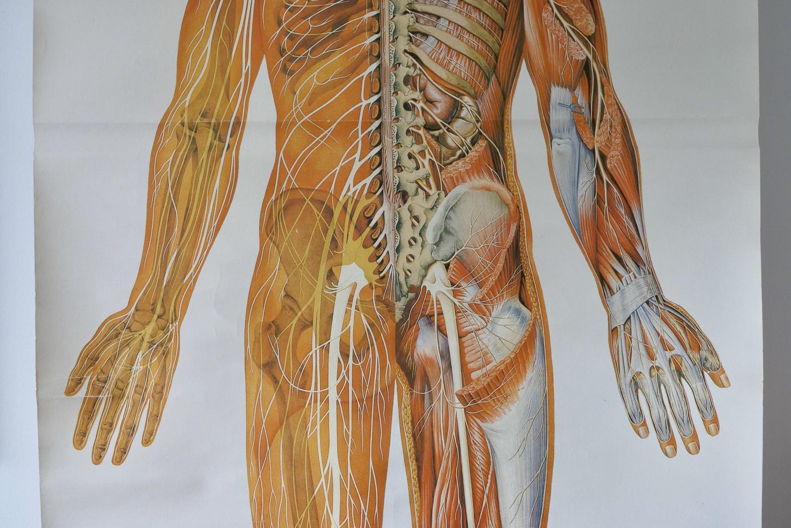Vintage NERVOUS SYSTEM Back School HYGIENEMUSEUM Dresden 60s Original ...