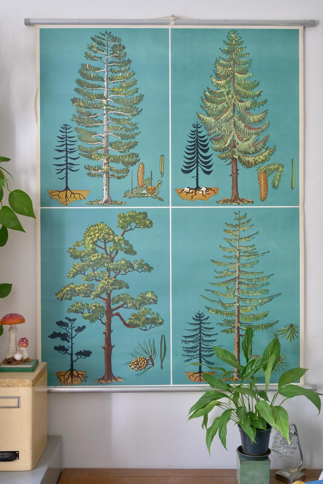 Vintage CONIFER TREES School Chart TELLUS Verlag Original Educational ...