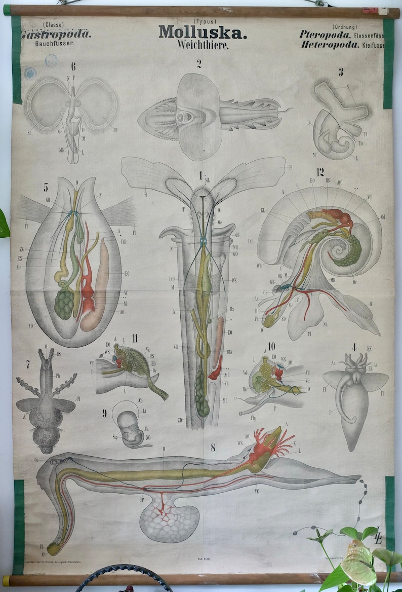 Vintage School Chart MOLLUSKA Gastropoda. Pteropoda. Heteropoda DR ...