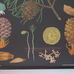 Vintage PINE TREE School Chart Jung Koch Quentell Original Educational ...