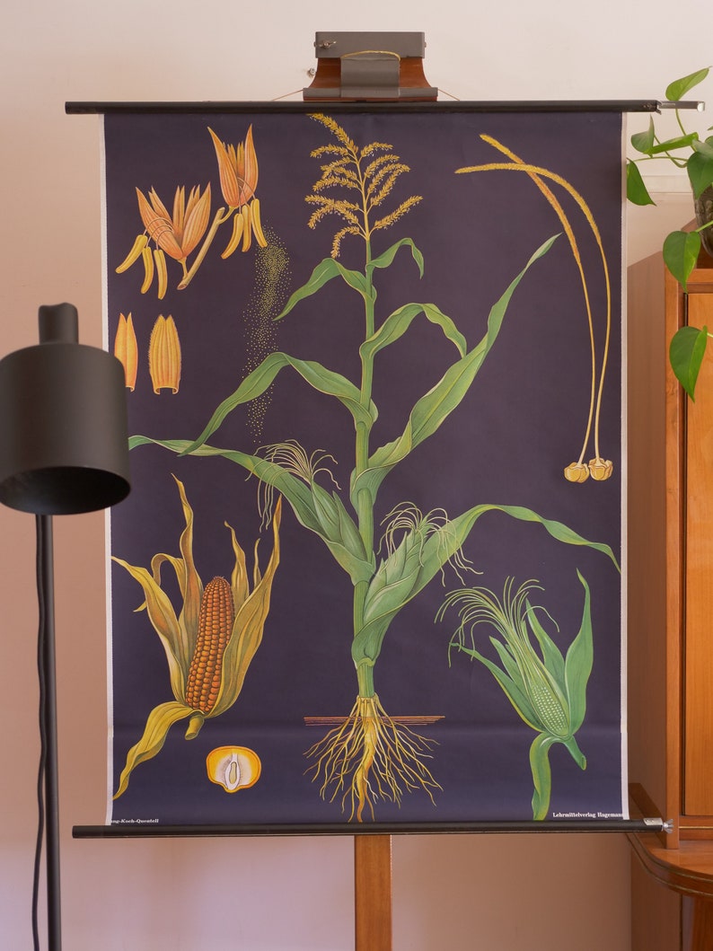 Vintage MAIZE School Chart Jung Koch Quentell Original Educational ...