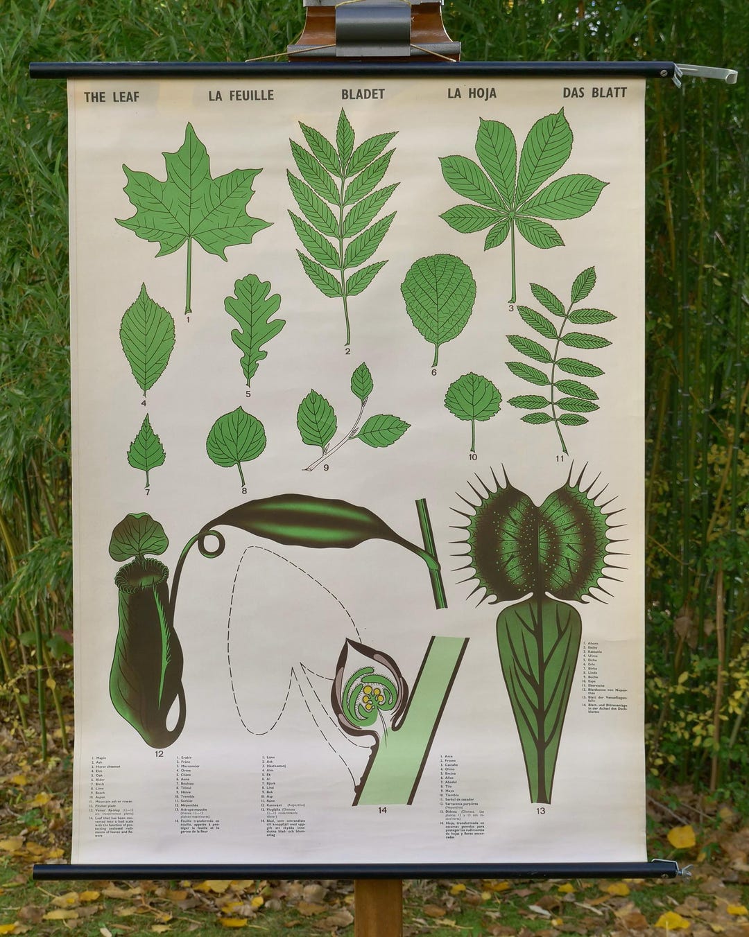 Vintage SHAPE of Leaf School Wall Chart Original Educational Chart - Etsy