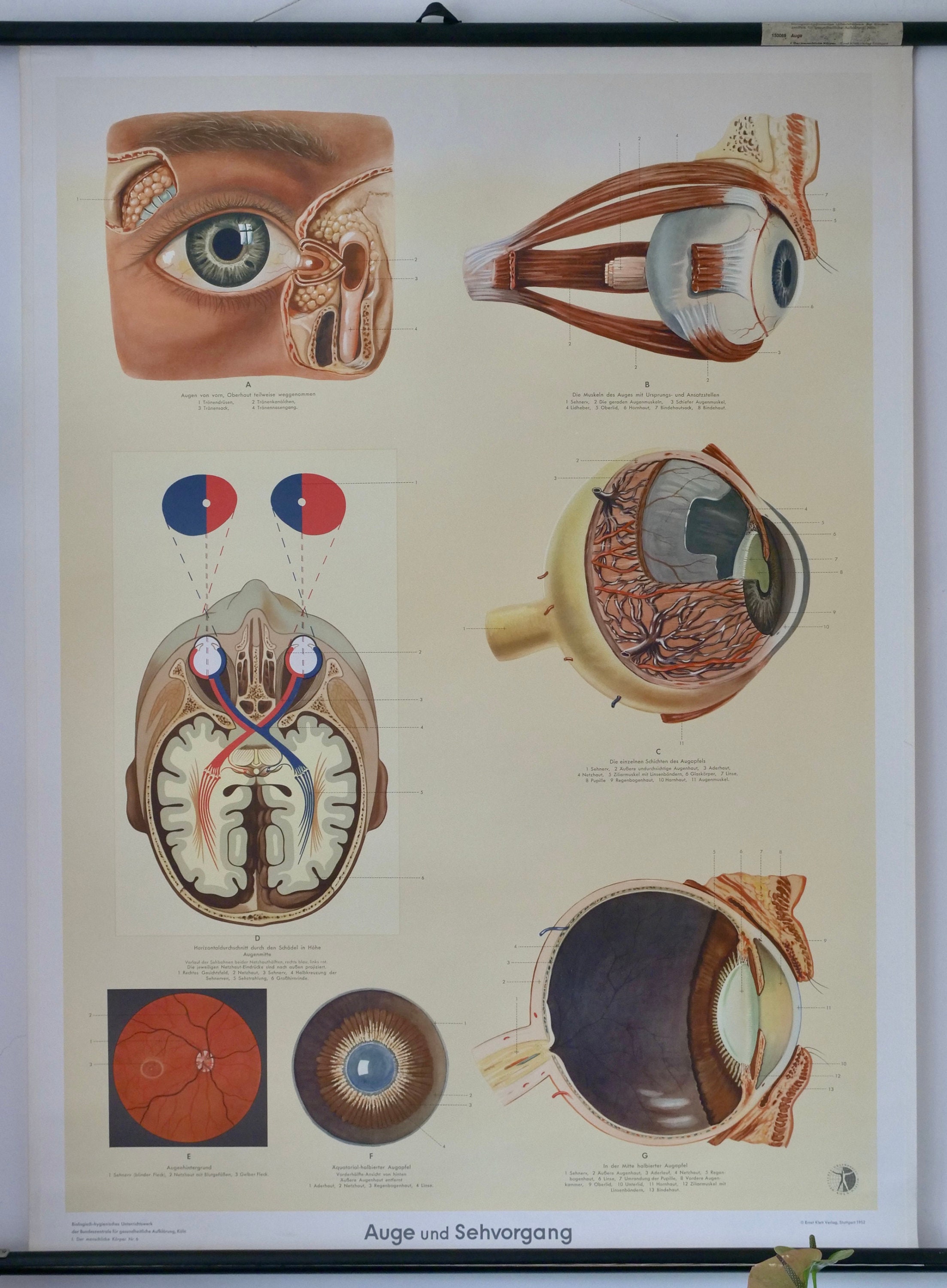 Vintage THE EYE School CHART Ernst Klett 50s Original Educational Chart ...