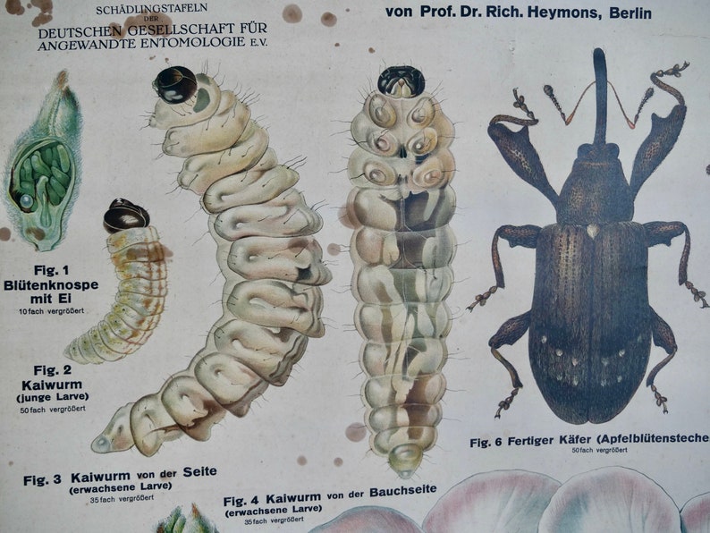 Vintage School Chart APPLE Blossom WEEVIL Original Educational Chart - Etsy