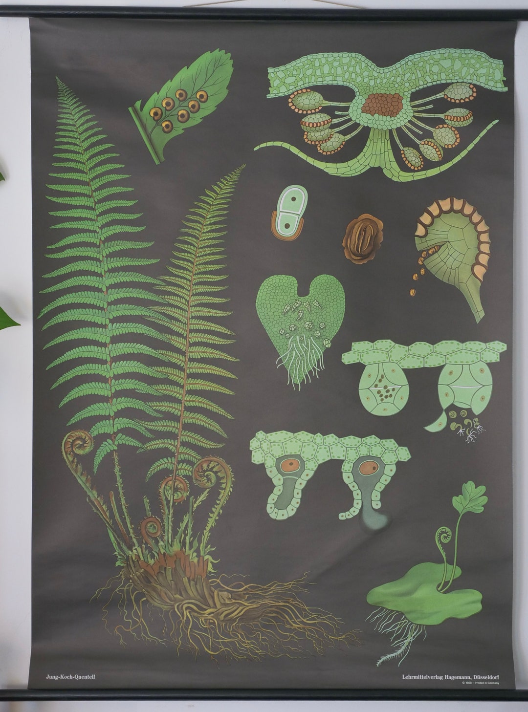 Vintage FERN School Chart Jung Koch Quentell Original Educational Chart ...