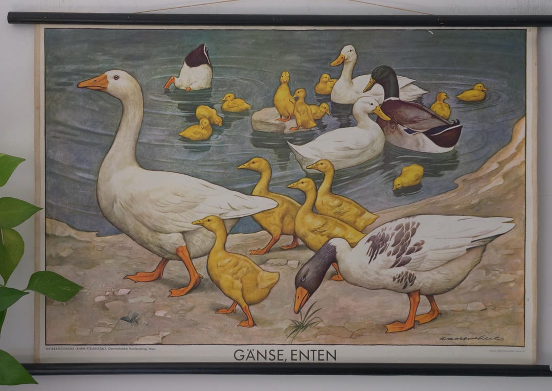 GOOSE and DUCK Vintage School Chart Adalbert Pilch Original Educational ...