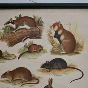 Vintage School Chart ANIMALS OF the FIELD School Chart Original ...