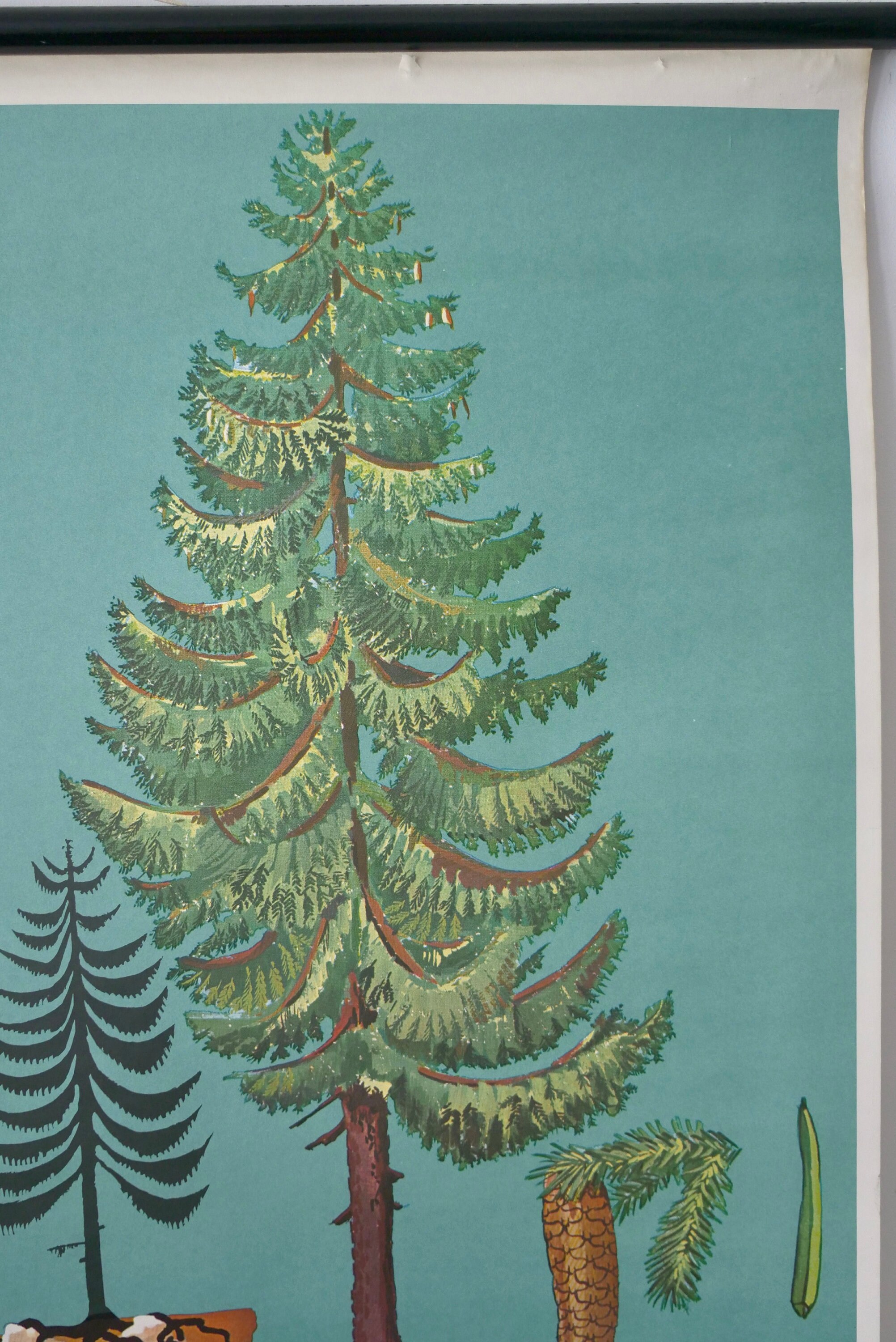 Vintage CONIFER TREES School Chart TELLUS Verlag Original Educational ...