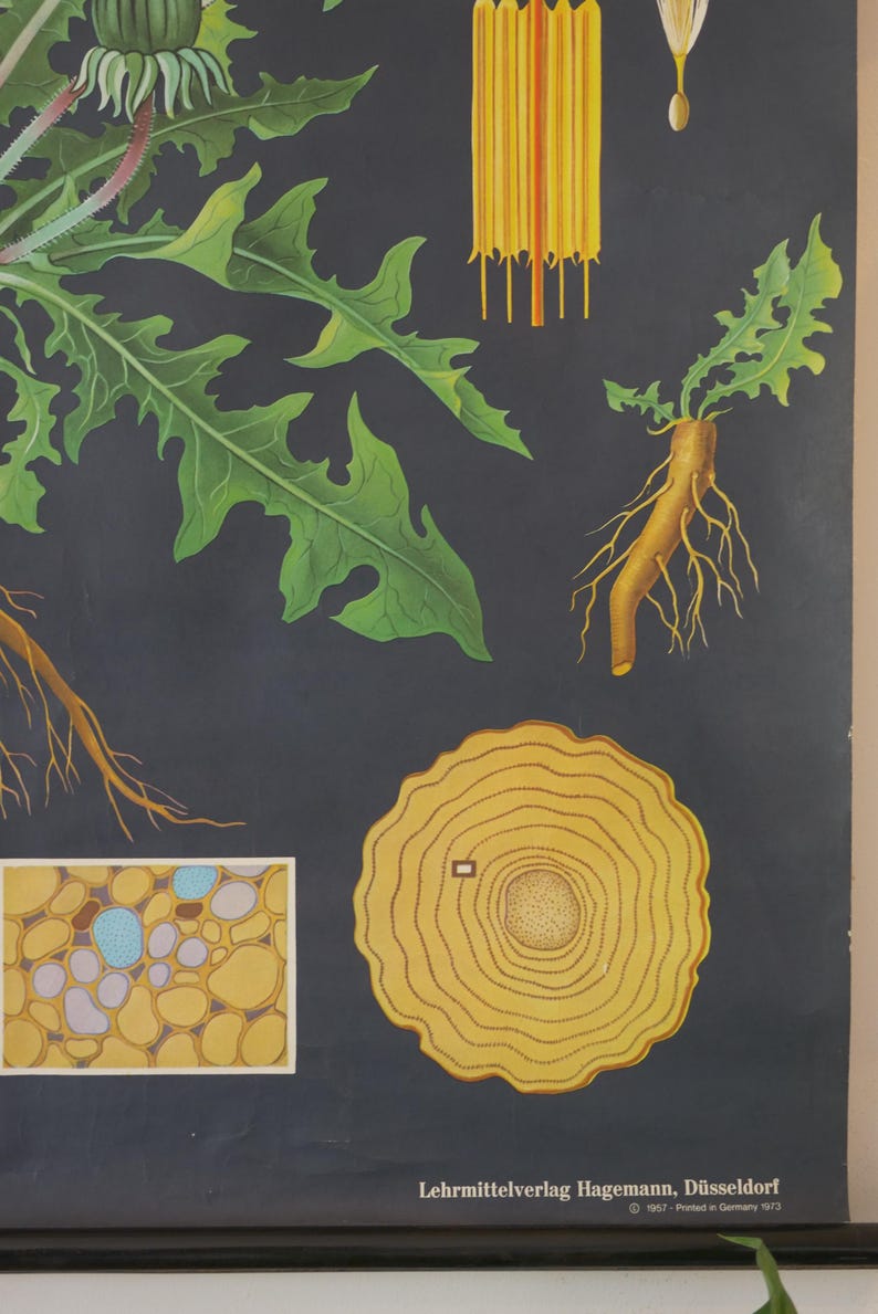 Vintage DANDELION School Chart Jung Koch Quentell Original Educational ...