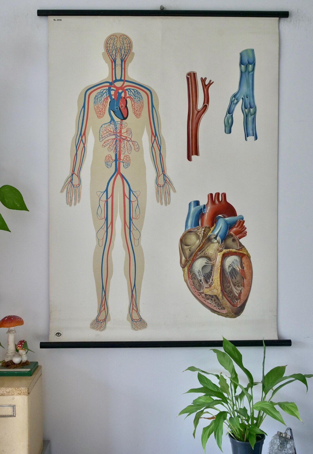 Vintage HEART BLOOD Circulation School Chart HYGIENEMUSEUM Dresden 60s ...