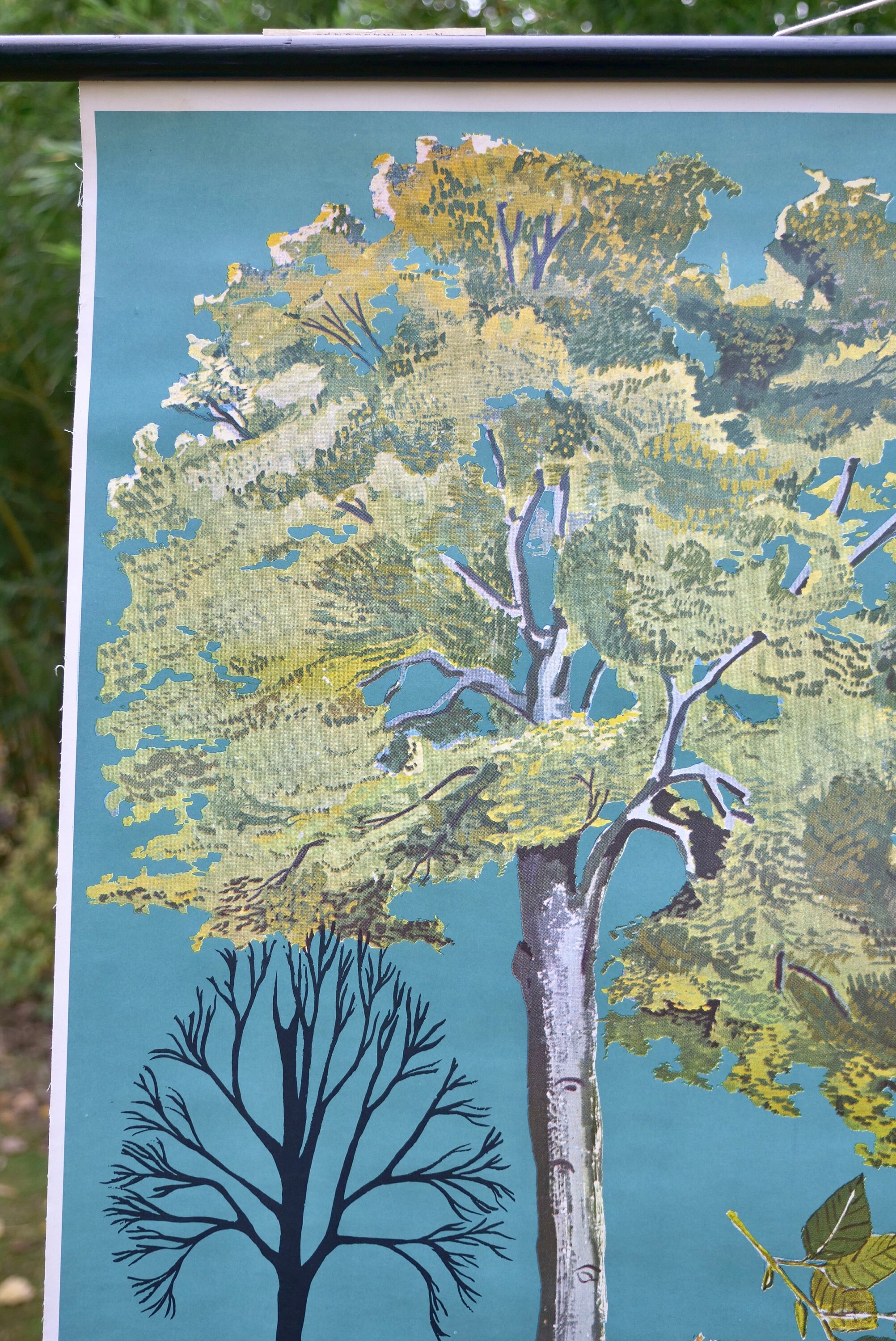 Vintage DECIDUOUS TREES School Chart TELLUS Verlag Original Educational ...