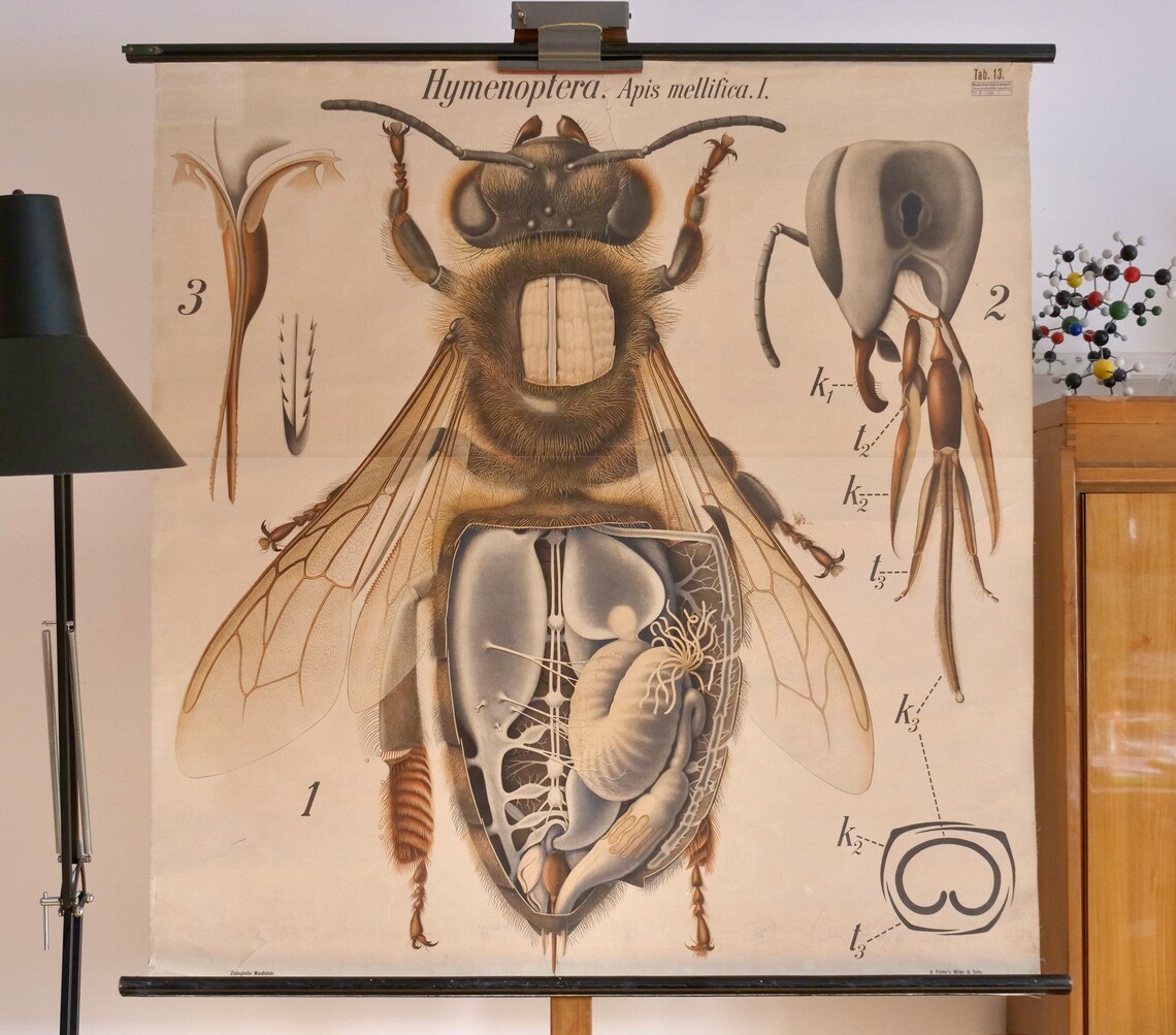 Vintage School Chart PFURTSCHELLER BEE Hymenoptera Apis Mellificia ...