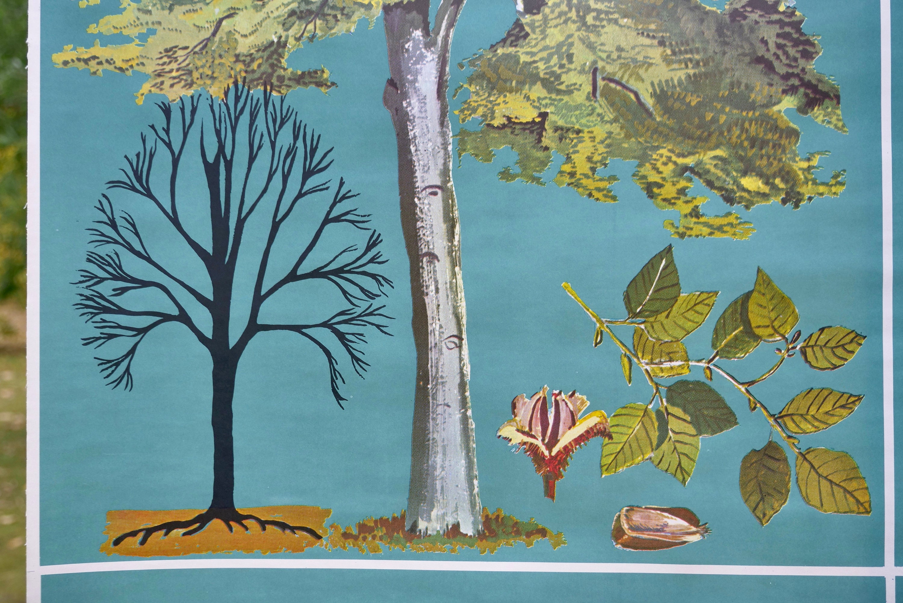 Vintage DECIDUOUS TREES School Chart TELLUS Verlag Original Educational ...