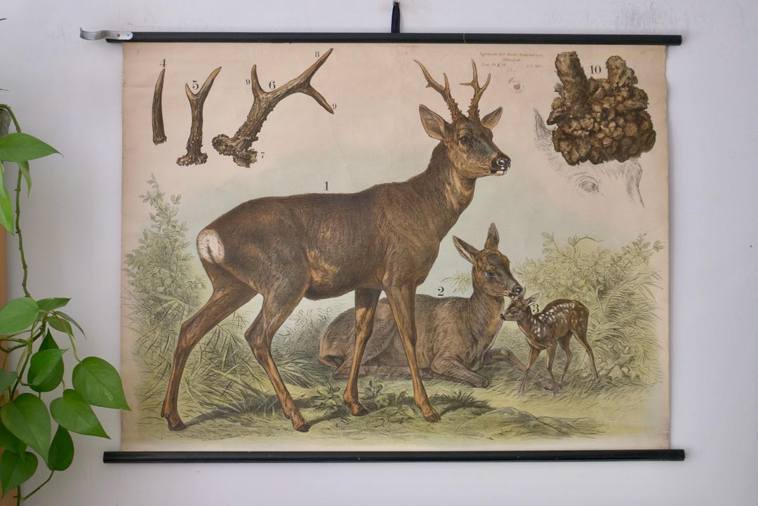 Vintage Deer School Chart, Engleder Original, Educational Wall Hanging ...