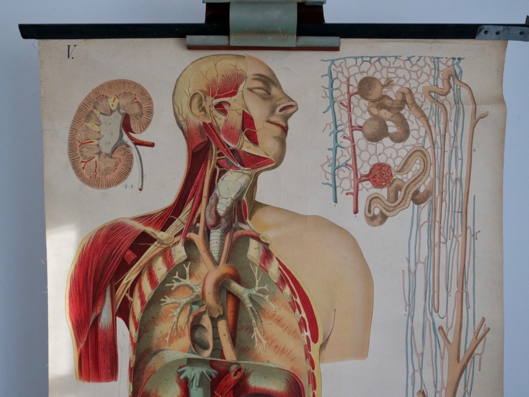 Vintage Human TORSO With Head Anatomical CHART Original Educational ...