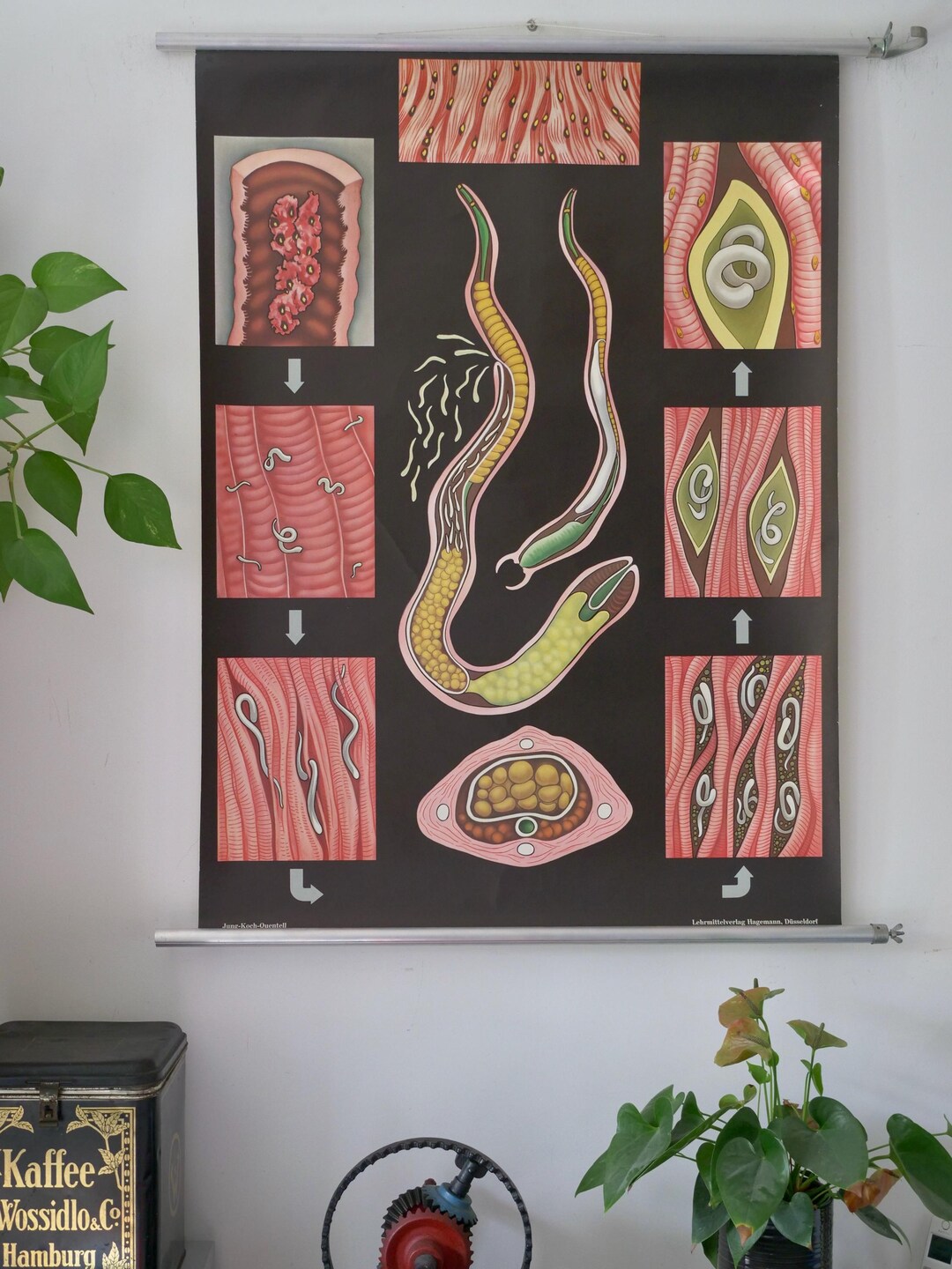 Vintage School Chart TAPEWORM Jung Koch Quentell Original Educational ...