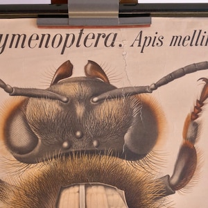 Vintage School Chart PFURTSCHELLER BEE Hymenoptera Apis Mellificia ...