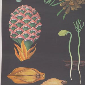 Vintage PINE TREE School Chart Jung Koch Quentell Original Educational ...