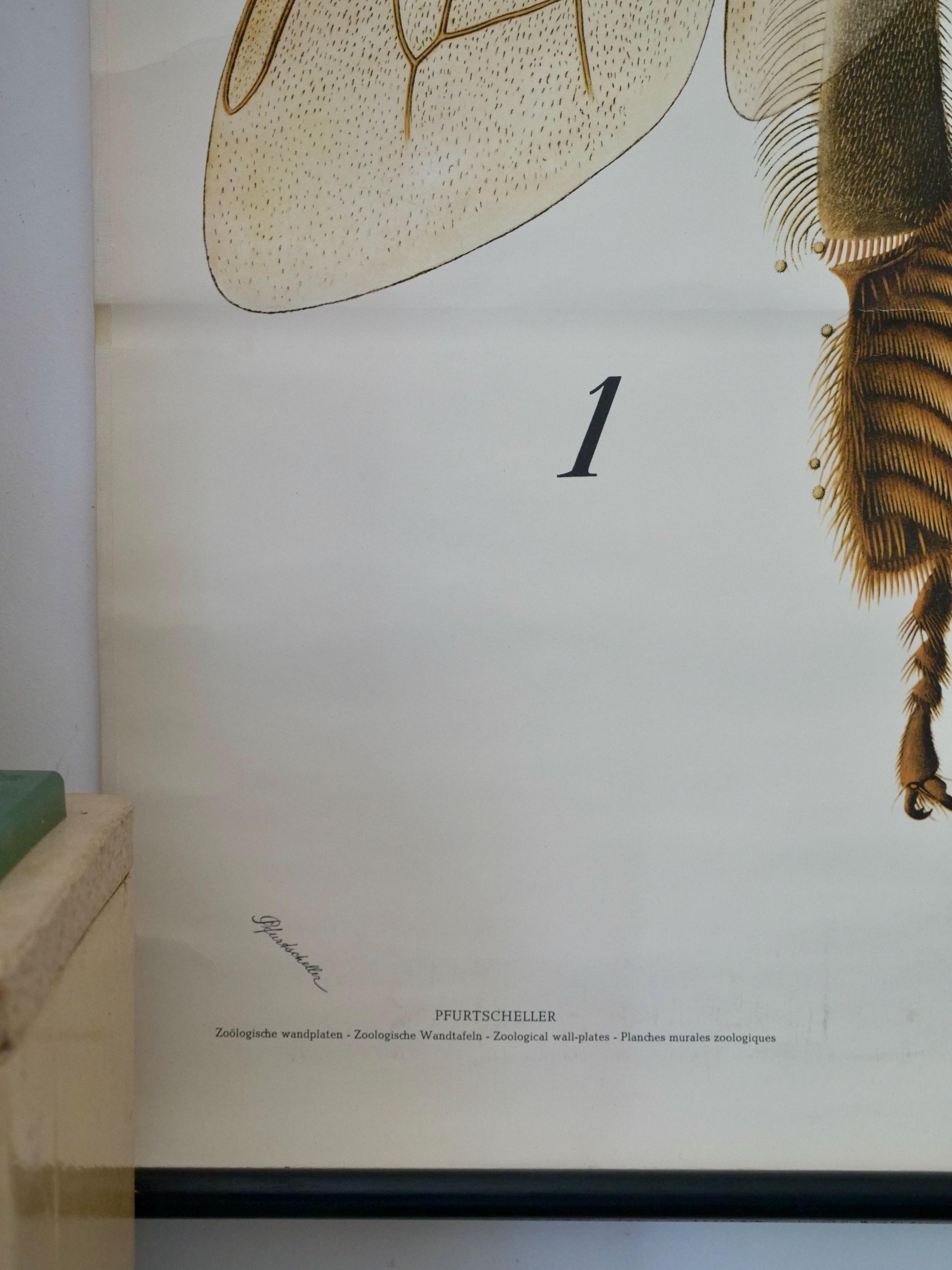 Vintage School Chart PFURTSCHELLER BEE Hymenoptera Apis Mellificia ...