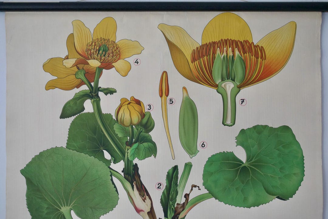 Vintage MARSH Marigold Flower School Chart HASLINGER Original ...