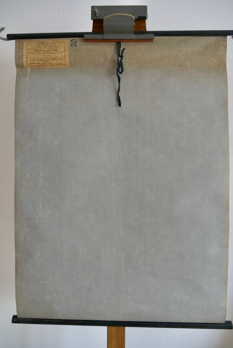 Vintage Human TORSO With Head Anatomical CHART Original Educational ...