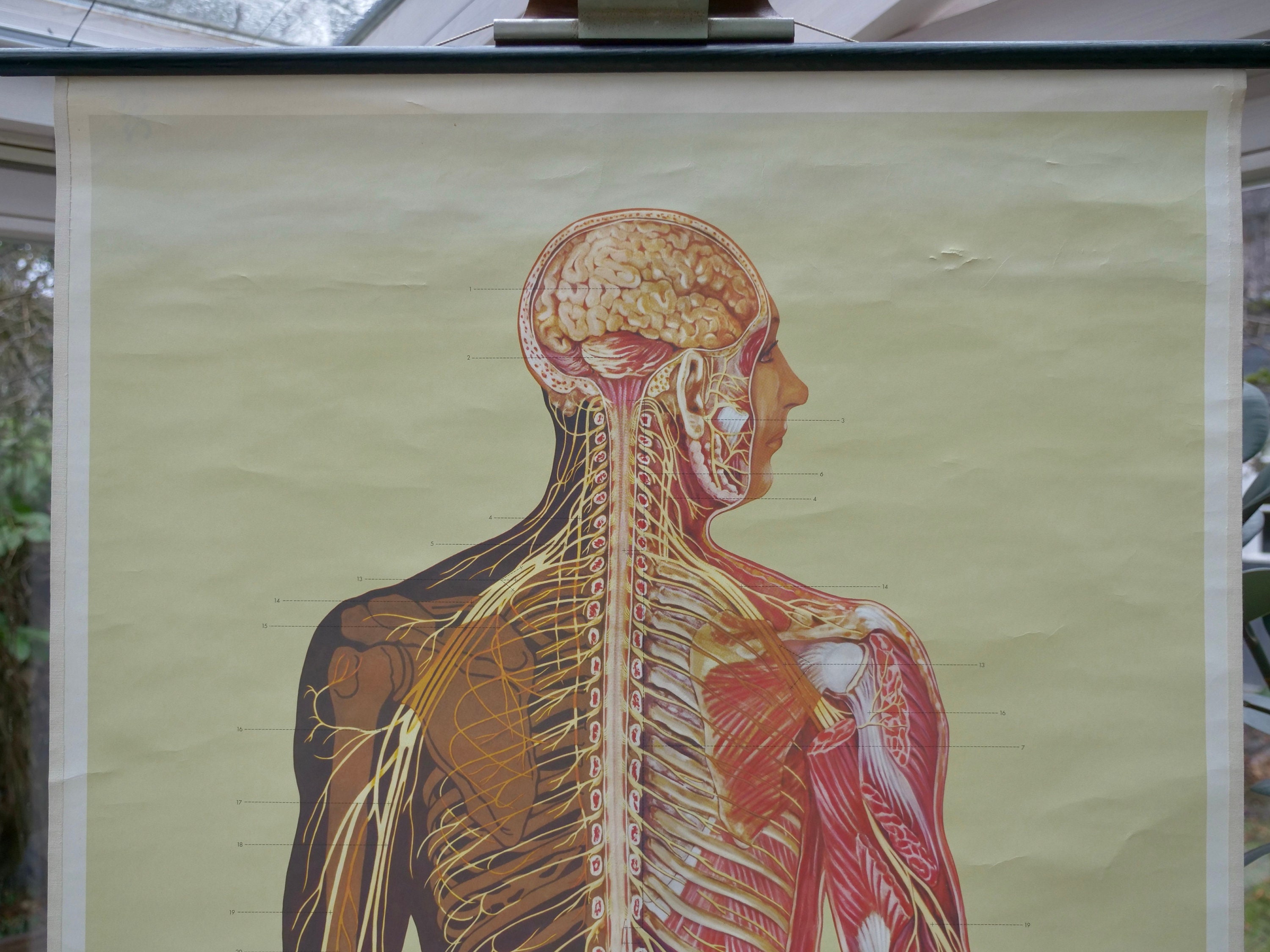 Vintage SKELETON Back School CHART Ernst Klett 50s Original Educational ...