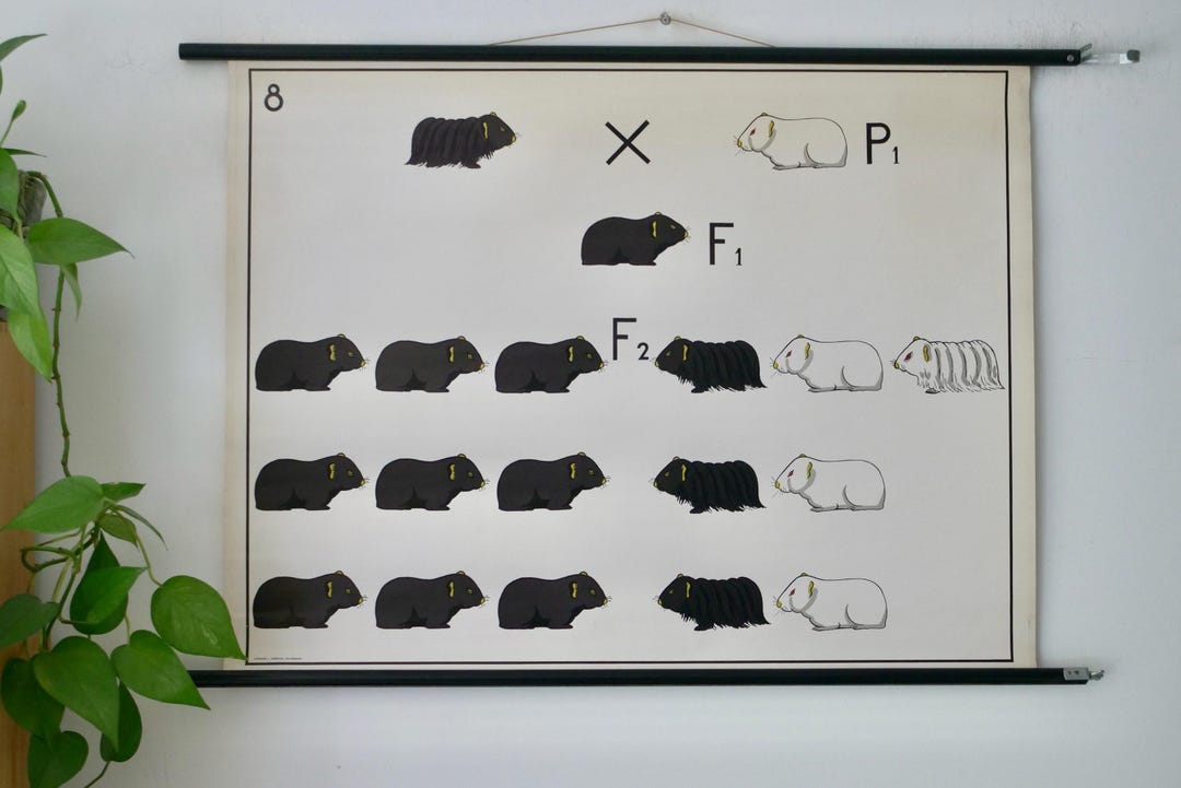 Vintage Genetics School Chart, Guinea Pig Illustration, 1960s - Etsy