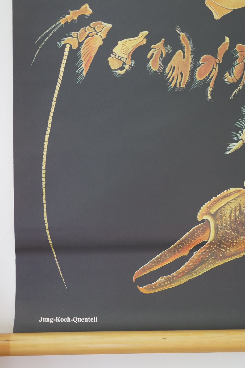 Vintage School CHART CRAYFISH Jung Koch Quentell Original Educational ...