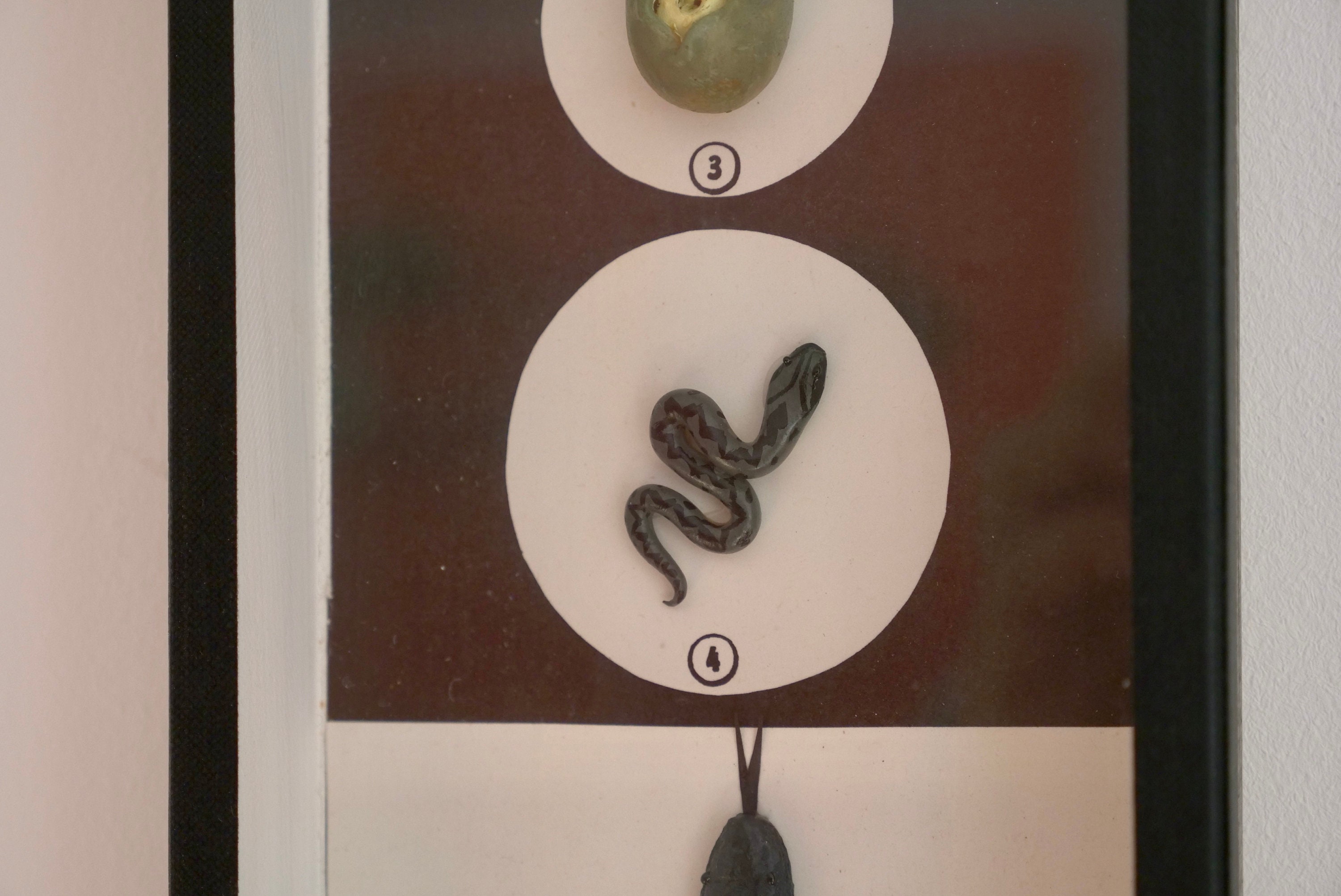 Vintage SNAKE From Egg Too SNAKE Educational Model Evolution - Etsy