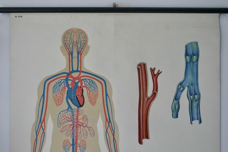 Vintage HEART BLOOD Circulation School Chart HYGIENEMUSEUM Dresden 60s ...