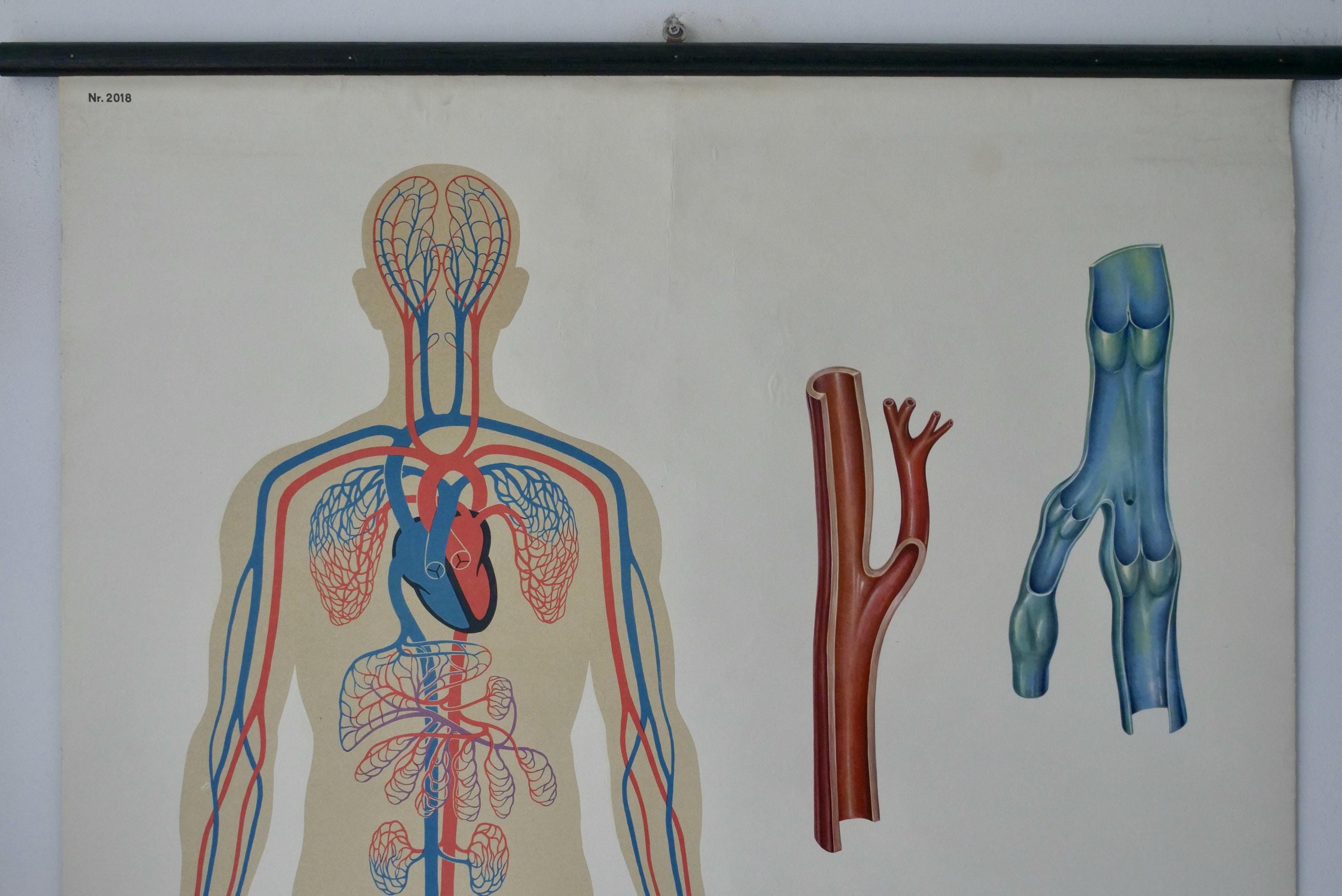 Vintage HEART BLOOD Circulation School Chart HYGIENEMUSEUM Dresden 60s ...