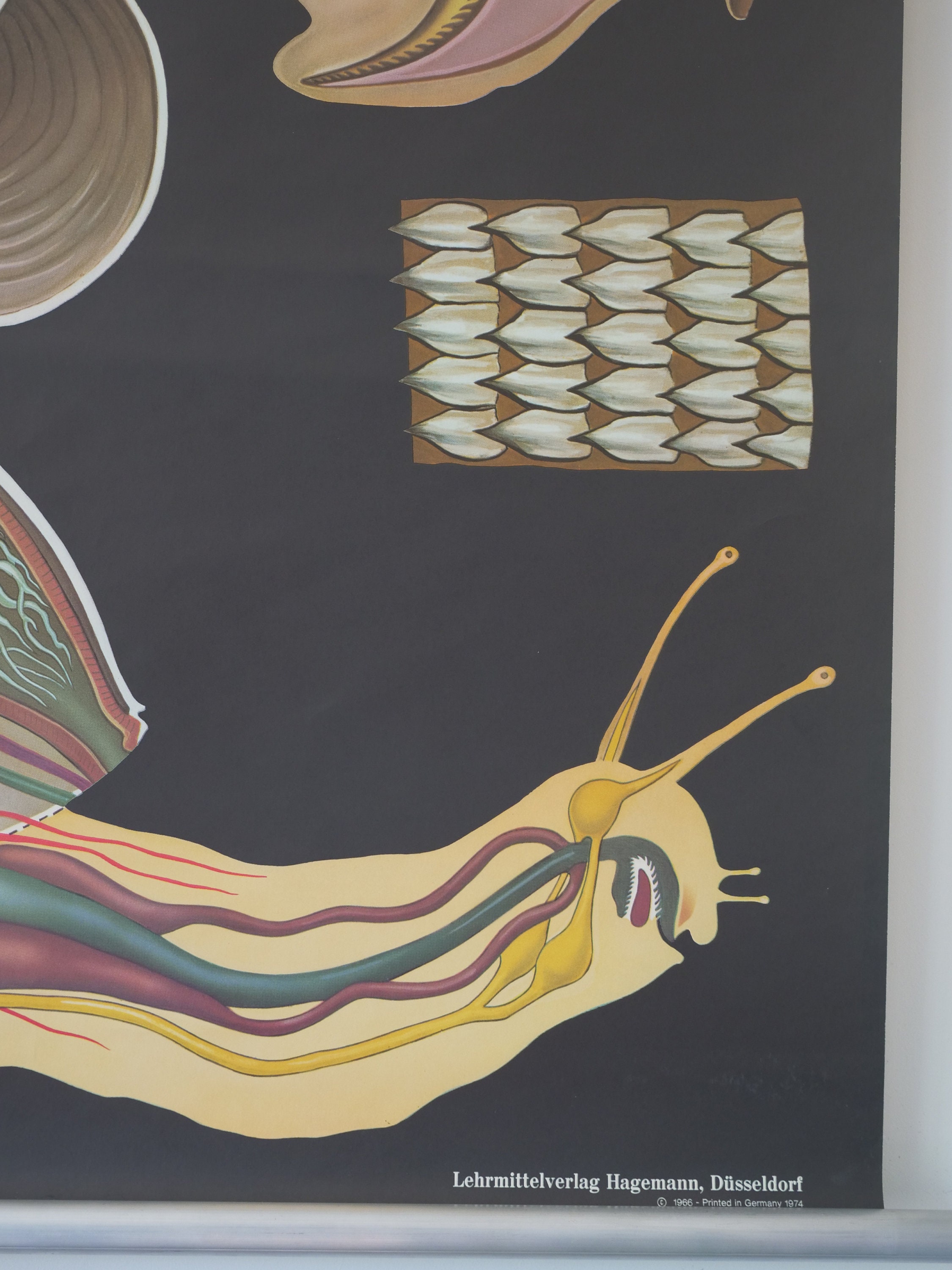 Vintage SNAIL School CHART Jung Koch Quentell Original Educational ...