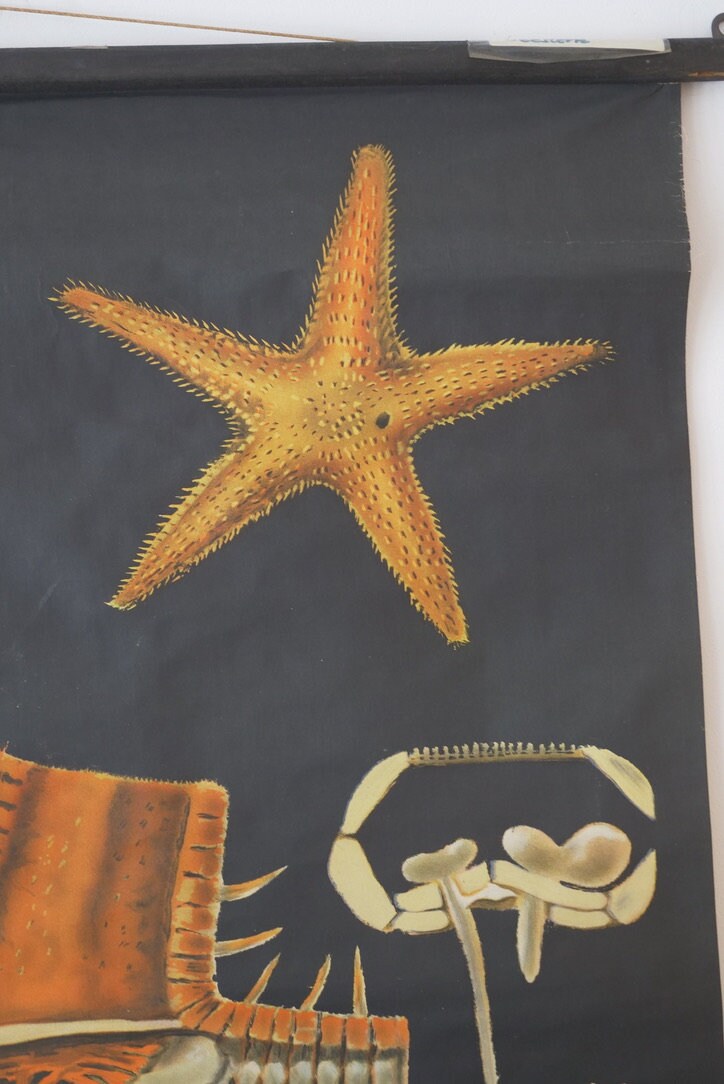 Vintage School Chart STARFISH Old Jung Koch Quentell Original ...