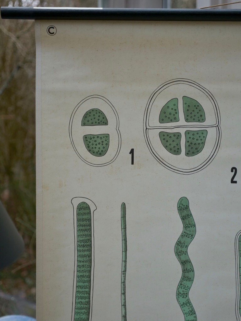 Vintage BLUE-GREEN ALGA School Chart Pr.dr. M. Schmidt - Etsy