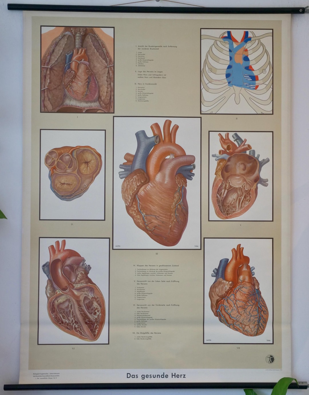 Vintage THE Vital HEART School CHART Te Neues 50s Original Educational ...