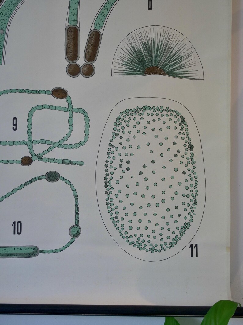 Vintage BLUE-GREEN ALGA School Chart Pr.dr. M. Schmidt Original ...