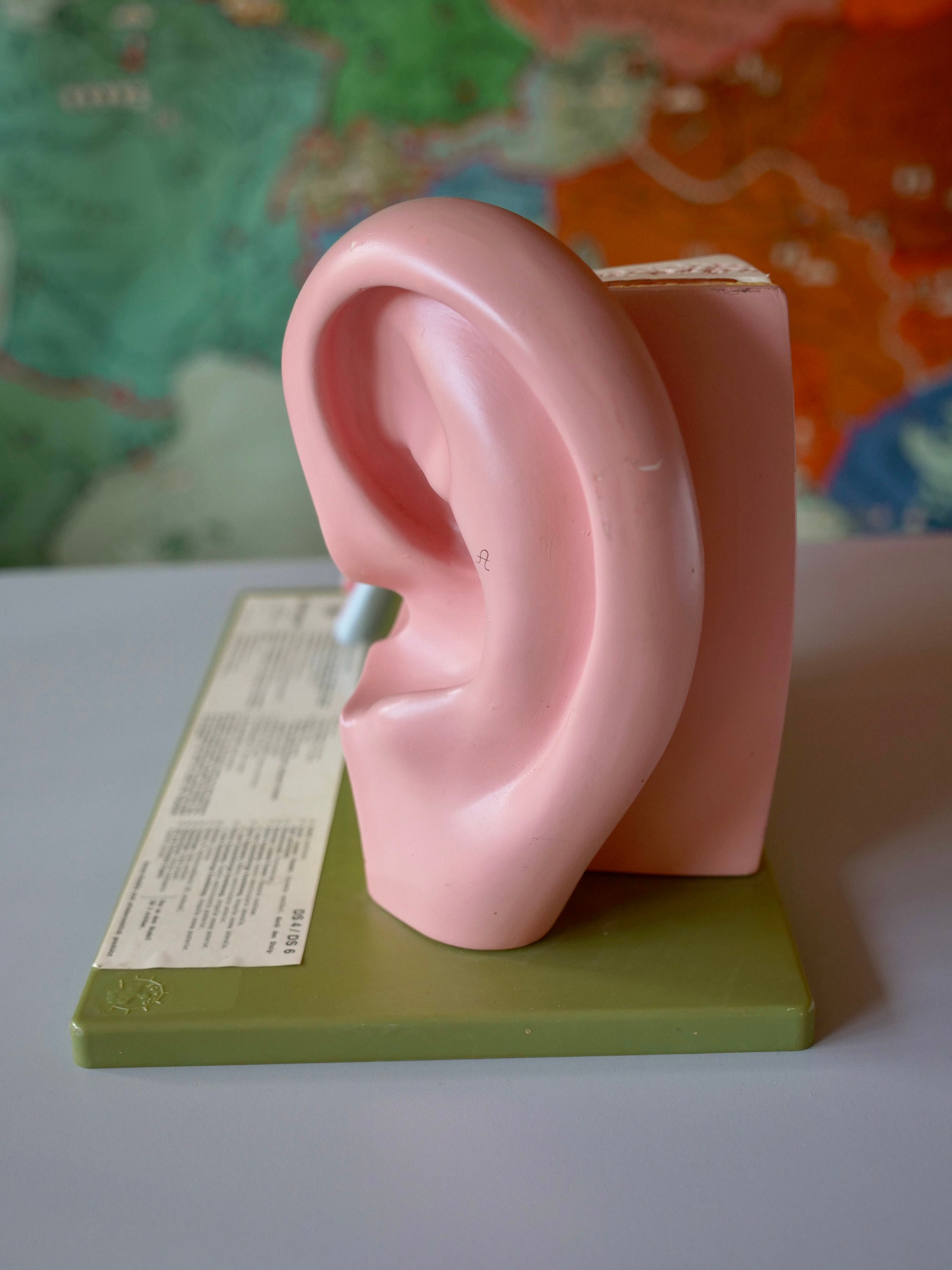 Vintage EAR Lower Incisor Somso Educational Model 2parts - Etsy