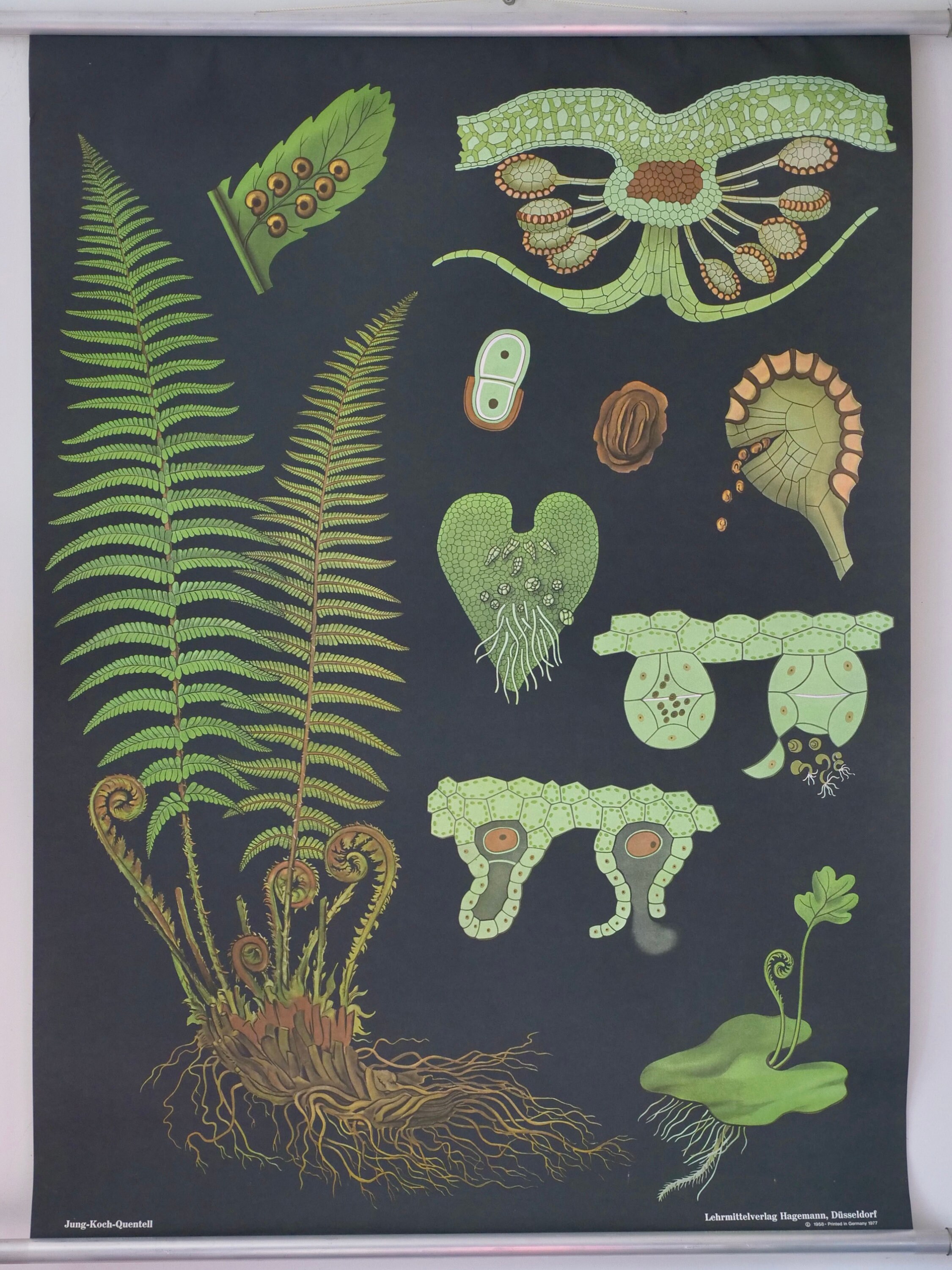Vintage FERN School Chart Jung Koch Quentell Original Educational Chart ...