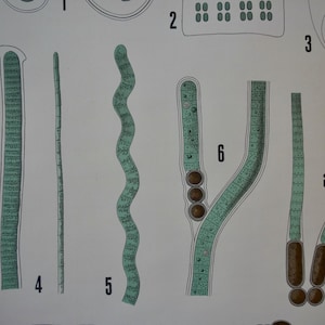 Vintage BLUE-GREEN ALGA School Chart Pr.dr. M. Schmidt Original ...