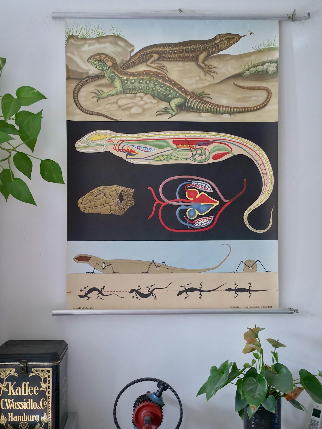 Vintage School Chart LIZARD Jung Koch Quentell Original Educational ...