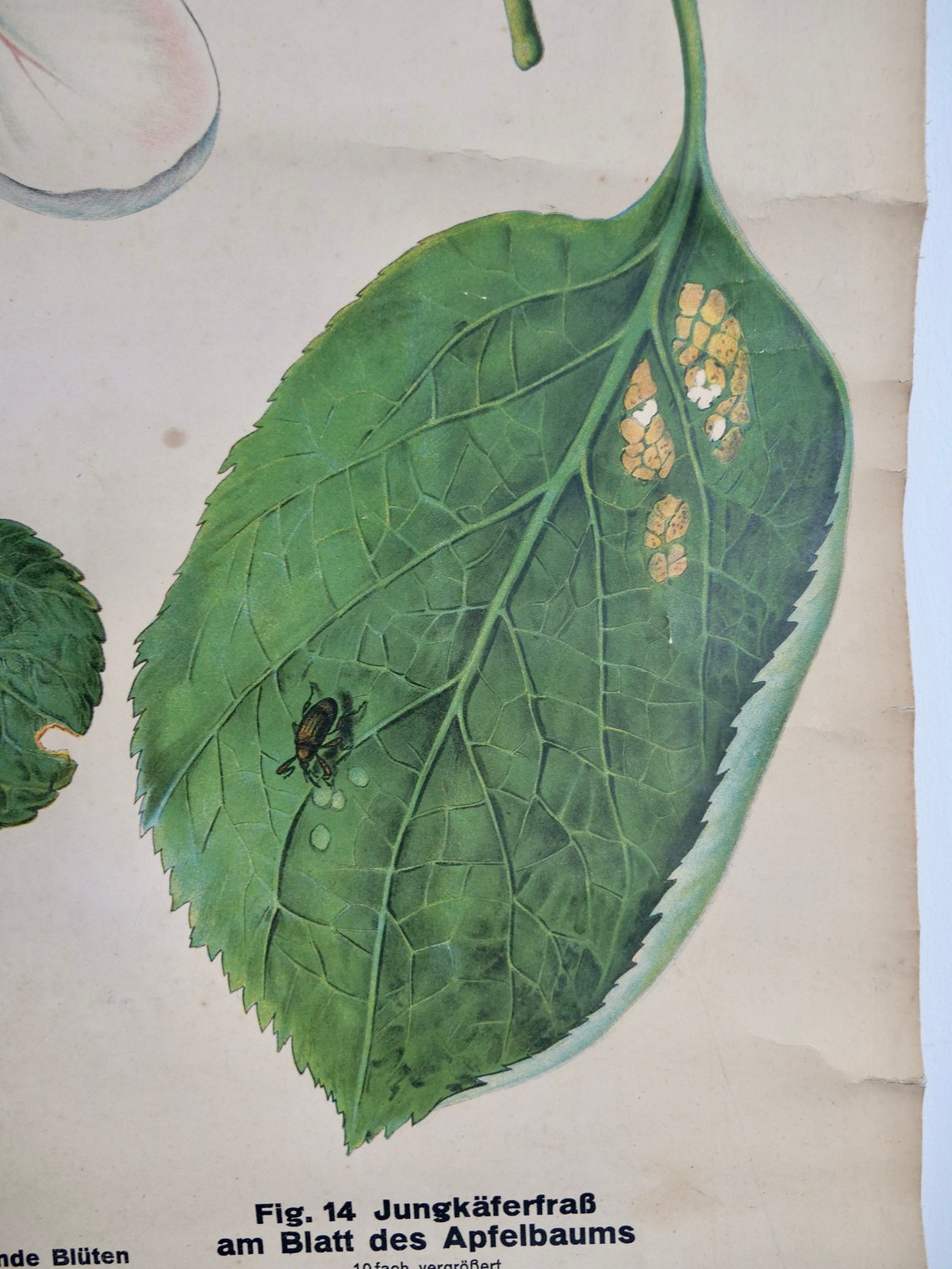 Vintage School Chart APPLE Blossom WEEVIL Original Educational Chart - Etsy