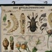 Vintage School Chart APPLE Blossom WEEVIL Original Educational Chart - Etsy