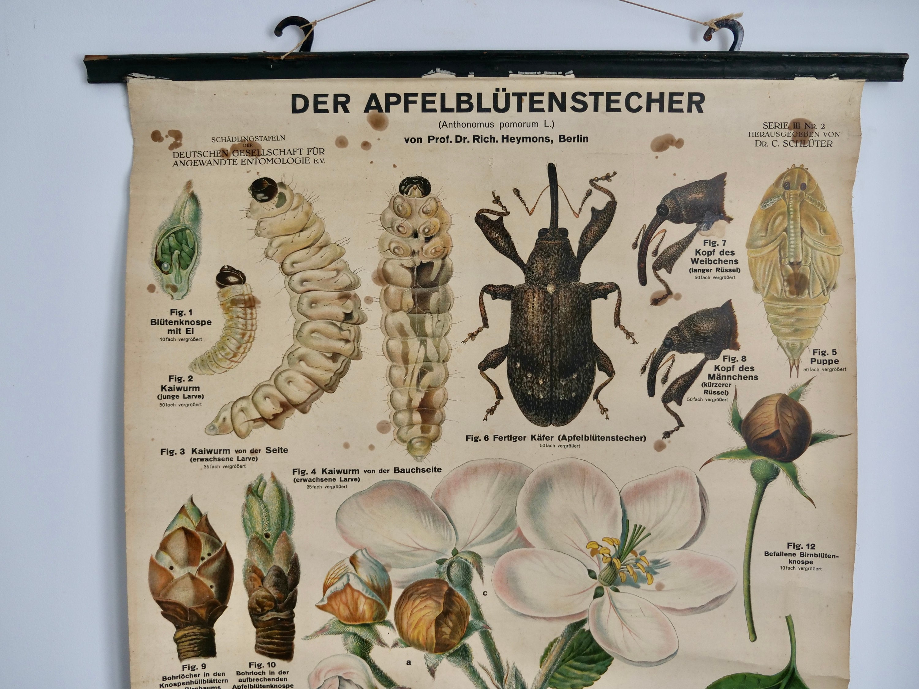 Vintage School Chart APPLE Blossom WEEVIL Original Educational Chart - Etsy