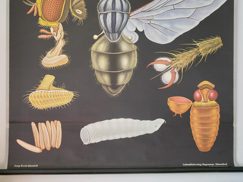 Vintage School Chart House Fly Jung Koch Quentell Original Educational ...