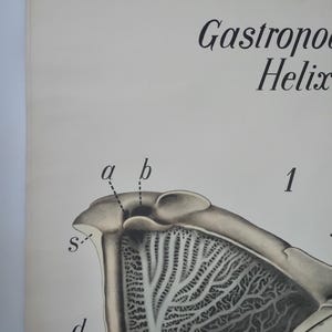 Vintage School Chart - PFURTSCHELLER SNAIL - Gastropoda Pulmonata ...