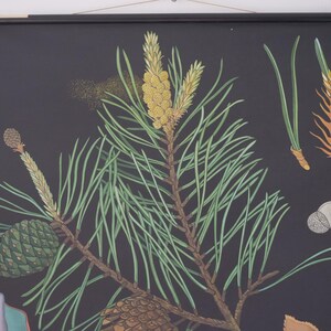 Vintage PINE TREE School Chart Jung Koch Quentell Original Educational ...