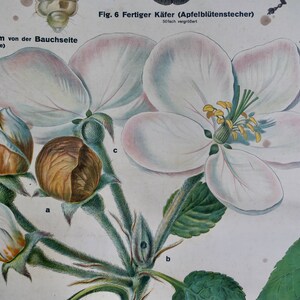 Vintage School Chart APPLE Blossom WEEVIL Original Educational Chart - Etsy