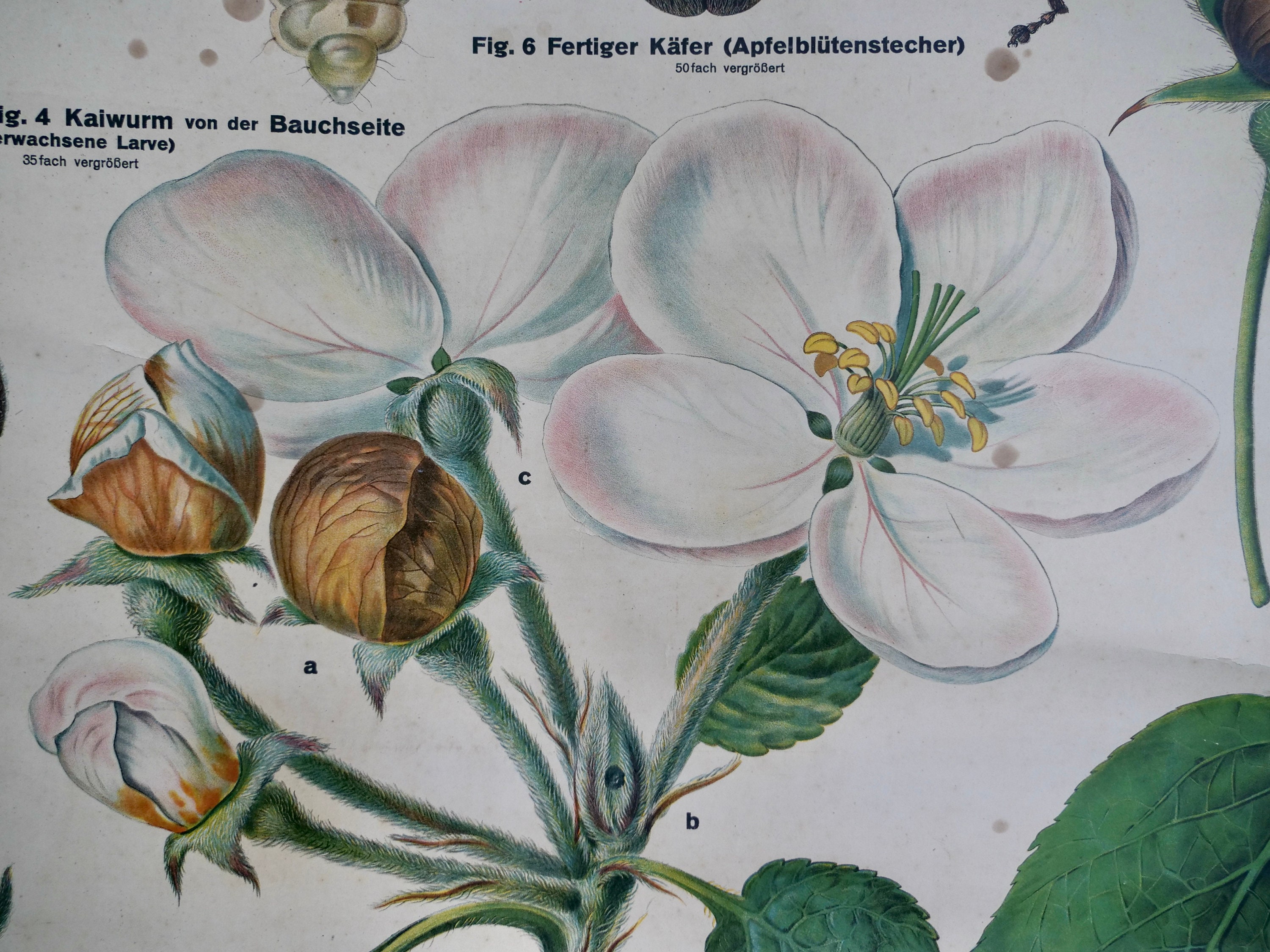 Vintage School Chart APPLE Blossom WEEVIL Original Educational Chart - Etsy