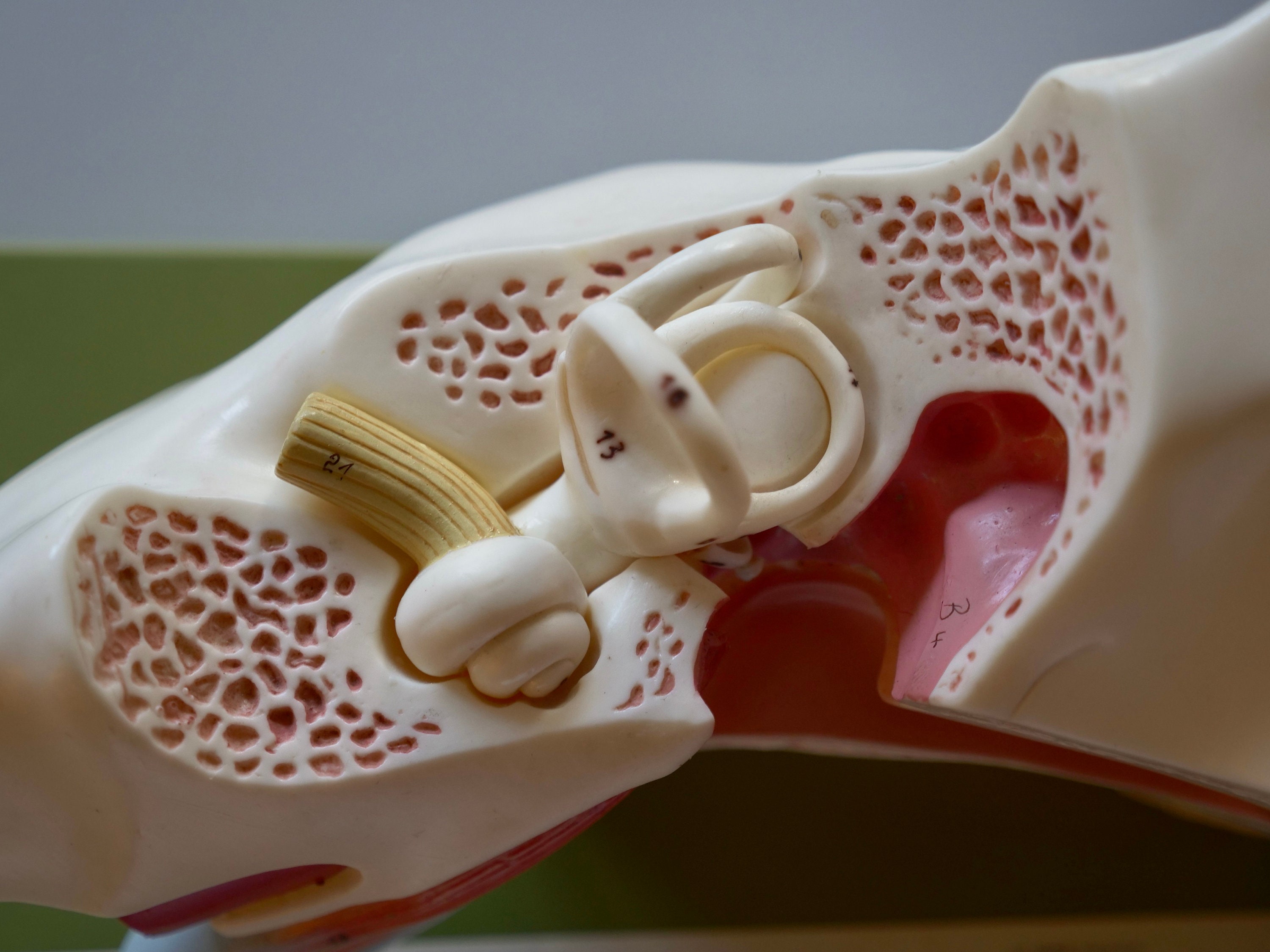 Vintage EAR Lower Incisor Somso Educational Model 2parts - Etsy